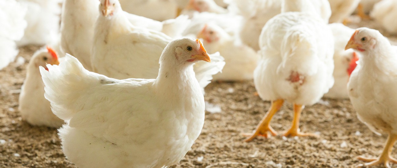 Scharrelkip met 1 Beter Leven Ster van de Dierenbescherming