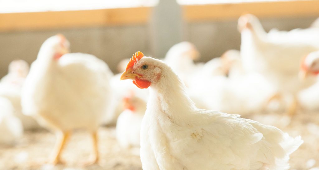 Scharrelkip - Plukon.be